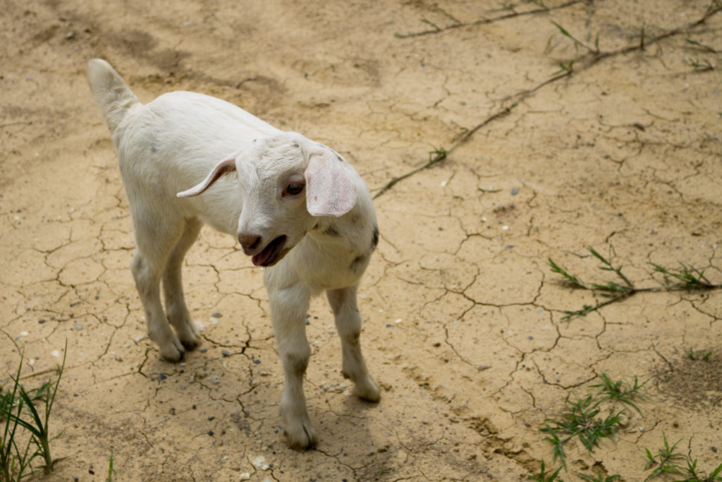 Humans, Animals, and Ecosystems - A Well-Fed World