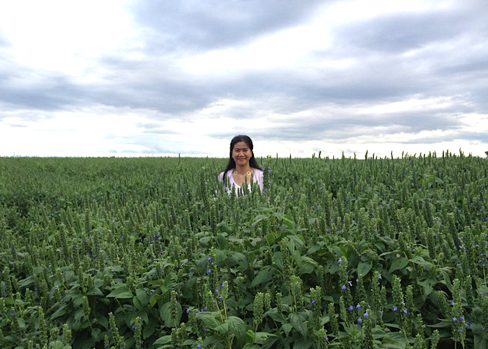 chia field - A Well-Fed World